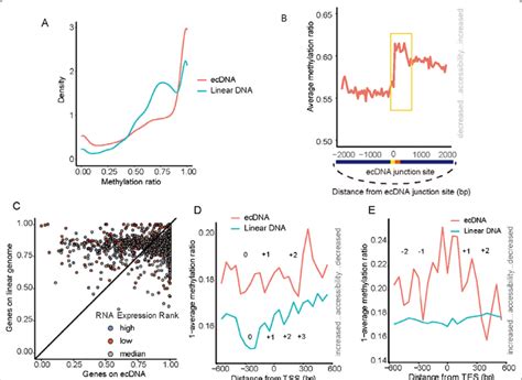 Ecdna And Linear Dna Have The Different Chromatin Accessibility