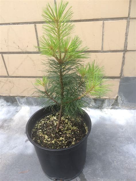 Pinus Strobus Bessey Greenhouse Richard W Pohl Conservatory