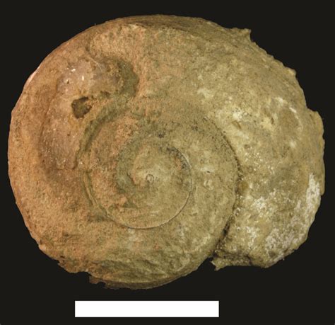Carboniferous Snails Gallery Sam Noble Museum