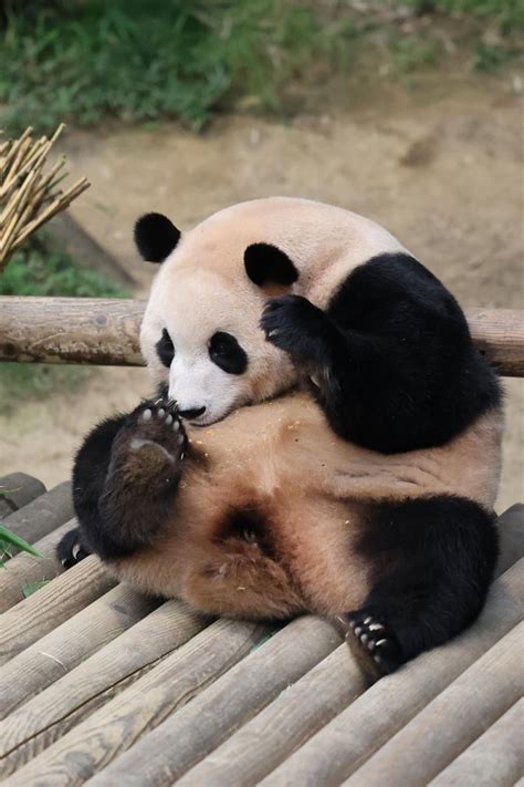 더쿠 유난히 애기 애기한 오늘자 푸바오