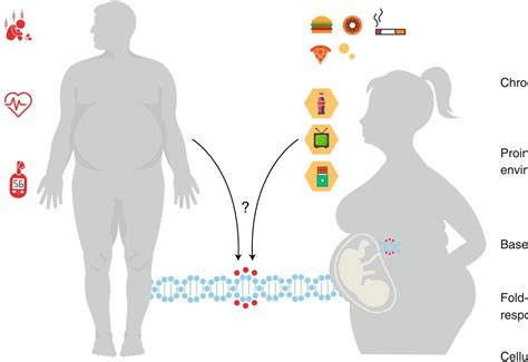 Figure 3 Chronic Inflammation In The Etiology Of Disease