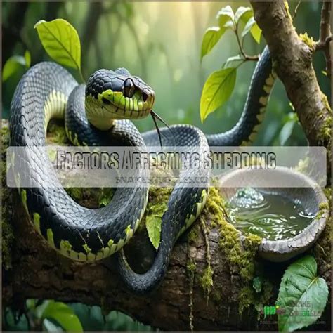 Snake Shedding Process Explained Your Complete Guide To Healthy Molting