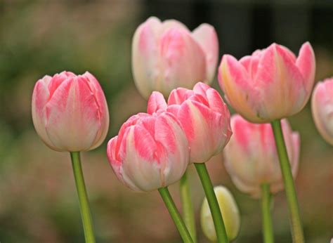 Tender Pink Tulip Flowers At Spring Free Image Download