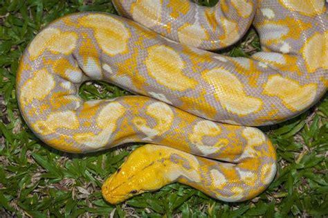 Burmese Python Morphs An Overview Of Different Variations Vital Frog