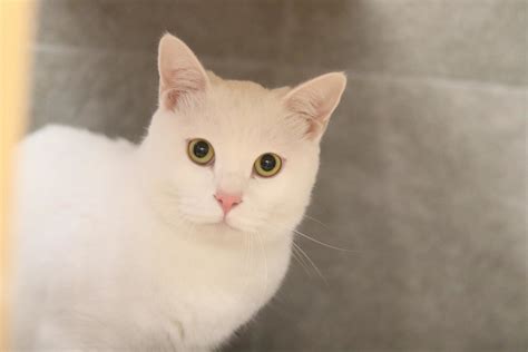 일산 2019 0068 터키시앙고라 로빈 책임분양 꼬통드툴레아 중형견 견종 도그마루부산 강아지무료입양 몰키 고양이키우기 무료분양 강아지무료분양 고양이무료분양 도그마루