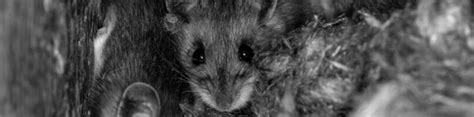 Deer Mice Vs House Mice Identification Behavior And Control Methods
