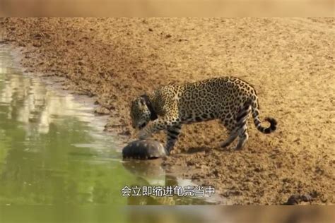 乌龟壳里面的结构是怎样的？小哥打开后，才明白龟壳为啥这么硬！