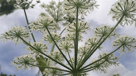 How To Spot And Avoid Poison Ivy Poison Oak And Poison Sumac
