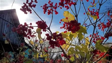 Сердце Сжимается От Этой Песни Куст калины Youtube