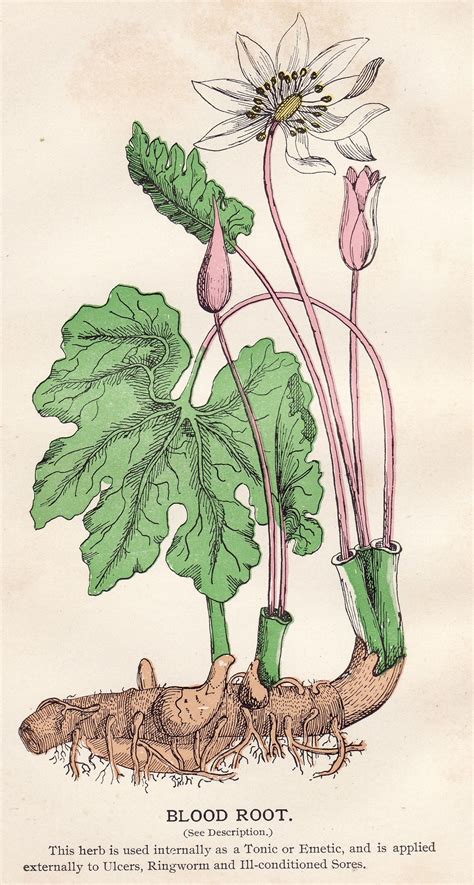Pin By Dion Bentley On Drawings Illustrations And Etching And Maps Botanical Drawings Plants
