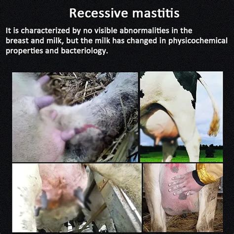 Professional Cow Mastitis Detector Subclinical Mastitis Tester For