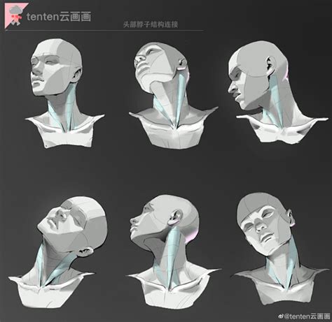 第三周头部脖子解析遇见艺术人体结构