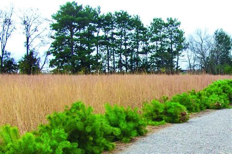 Restoring Minnesota Prairies For Native Wildlife Habit News