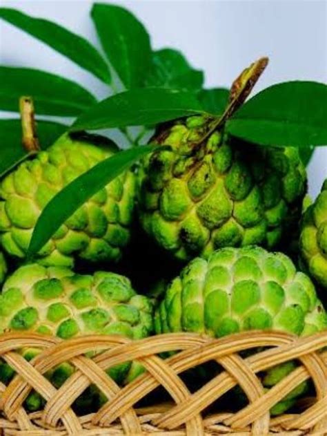 Benefits Of Custard Apple सेहत के लिए संजीवनी बूटी है यह फल खाने से