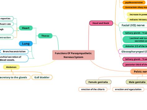 Functions Of Parasympathetic Nervous System Mindomo Mind Map