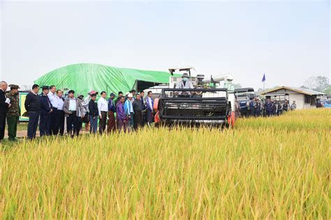 ကလောမြို့နယ်၊ တောင်ကြီးမြို့နယ်တို့တွင် မိုးစပါးစံပြကွက်ရိတ်သိမ်းပွဲ က