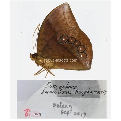 Photos Discophora Nymphalidae From Indonesia Shop Papua Insects