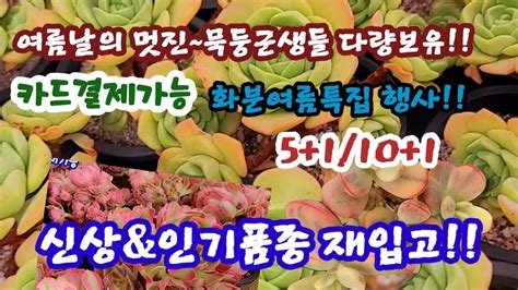 김포명심e다육 카드결제가능 멋진군생다육철화그리고 인기품종 신상다육등다량보유 가을분갈이 미리대비 51101 행사
