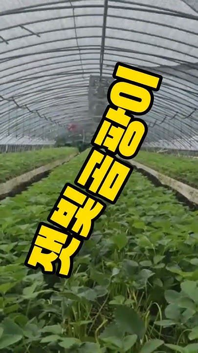딸기재배 최대의 적탄저병 역병 시들음병 흰가루병 잿빛곰팡이 Youtube