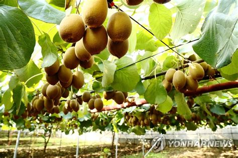 감귤의 고장 제주 키위 생산도 전국 1위 매일경제