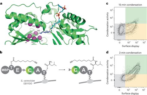 C Domain Library Design And Sorting A Crystal Structure Of The Srfa C