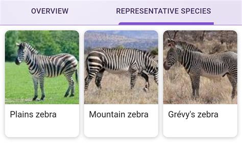 Zebra Facts Types Diet Reproduction Classification 44 Off