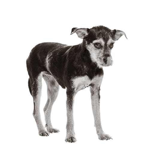 Sunny Css Software Team