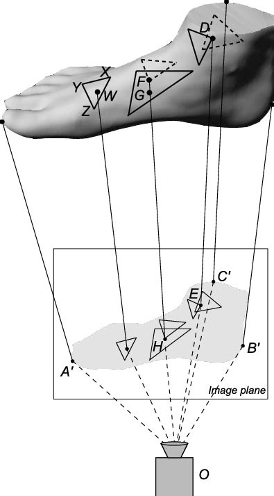 Occluded Points Are Estimated By Investigating The Relationship Between Download Scientific