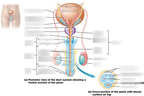 Labeling Diagram Quizlet