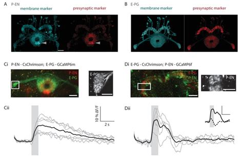 Figures And Data In Angular Velocity Integration In A Fly Heading