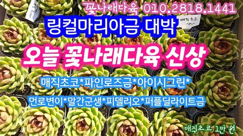 오늘 꽃나래다육 신상 공개 링컬마리아금먼로변이금 퍼플딜라이트 금매직초코아이시그린 피델리오 강추 ⭐️꽃나래다육 010