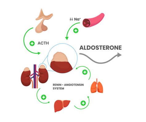 Aldosterone