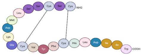The Endothelin System Morphofunctional Considerations Encyclopedia Mdpi