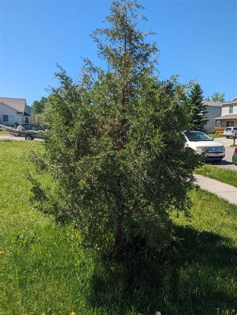 Help Identify The Disease On This Cedar Tree Rarborists