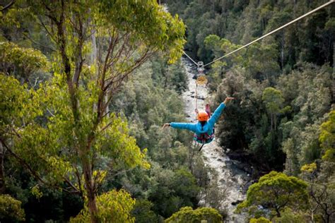 Launceston Hollybank Forest Treetop Zip Lining With Guide Travel Buddies