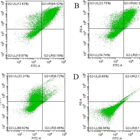 Morphological Structure Of S Aureus Observed By Polygonum Chinense