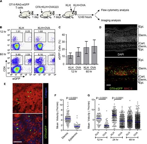 Tuning Of Antigen Sensitivity By T Cell Receptor Dependent Negative Feedback Controls T Cell