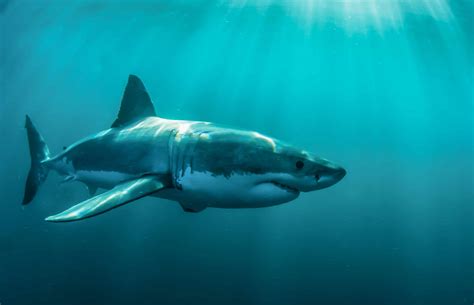 Great White Shark Images Underwater