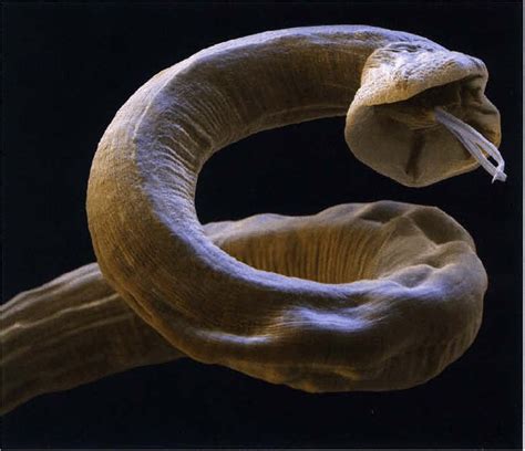 Stay Alert For Lungworm By Lucy Smith British Veterinary Nursing Associationbritish