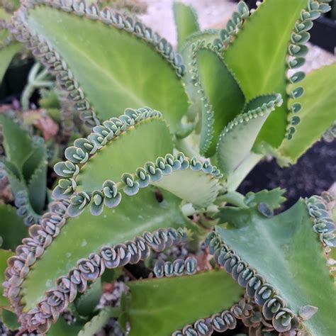 Mother Of Thousands Plant Kalanchoe Laetivirens Shop Now Planet