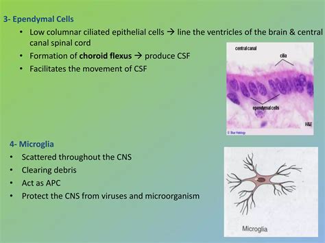 Nervous Tissue Histology Pptx