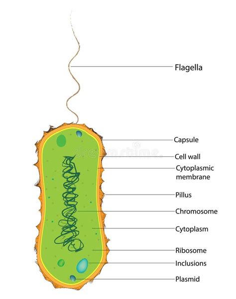 Diplococo