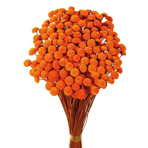 Botao Naranja 45cm Blanco Azahar