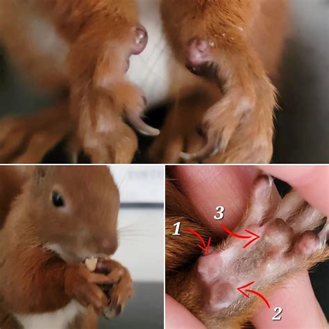 Red Squirrel Hands Paws