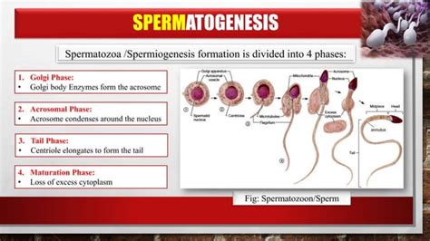 Gametogenesis Male Gametes Formation Process Spermatogenesis Pdf