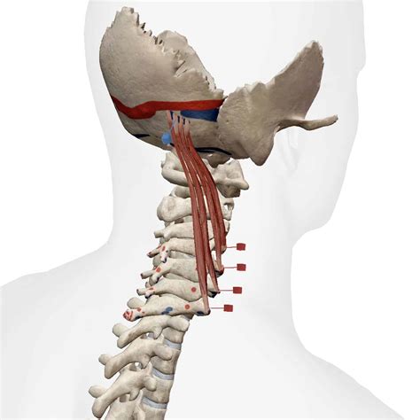 Semispinalis Capitis Kettlebell Monster™