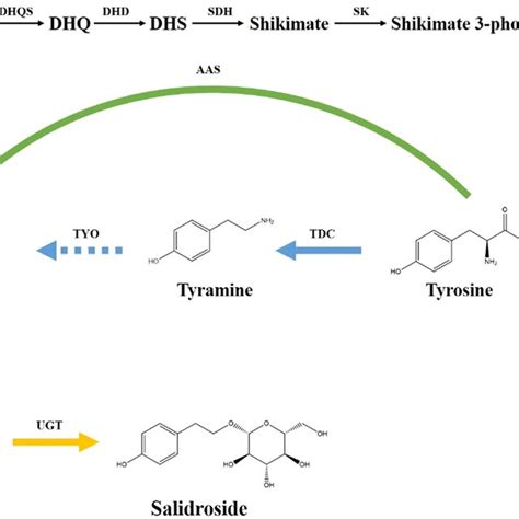 Biosynthetic Pathway Of Salidroside In Plants Pep Download