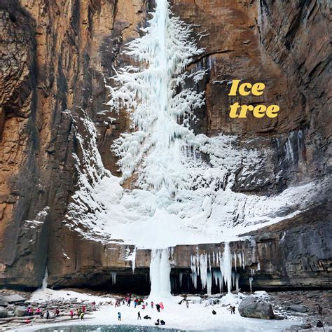 Ice Tree