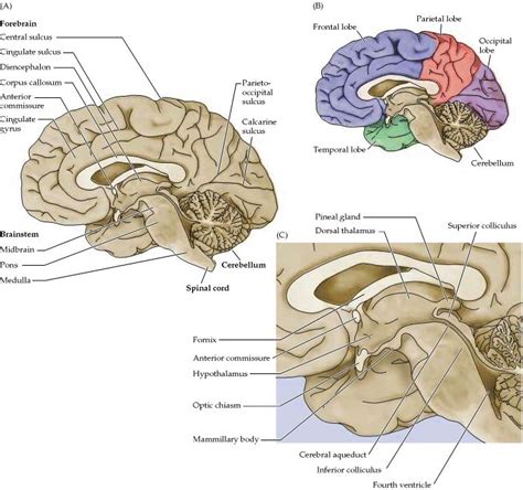 39 Midsagittal Brain Diagram