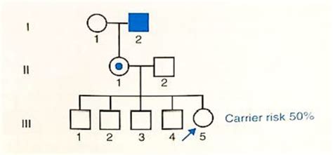 Genetics Lecture 13 Flashcards Quizlet